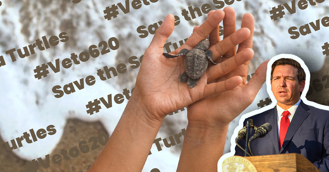Save the Sea Turtles! Call Gov. DeSantis to VETO SB 620 - Action Network