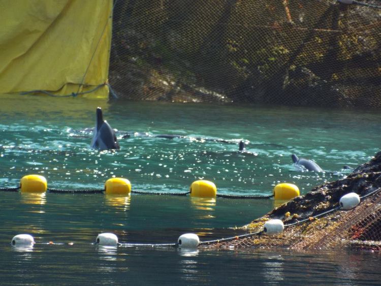 Japan Dolphins Day 2015 - Edinburgh,Scotland - Action Network
