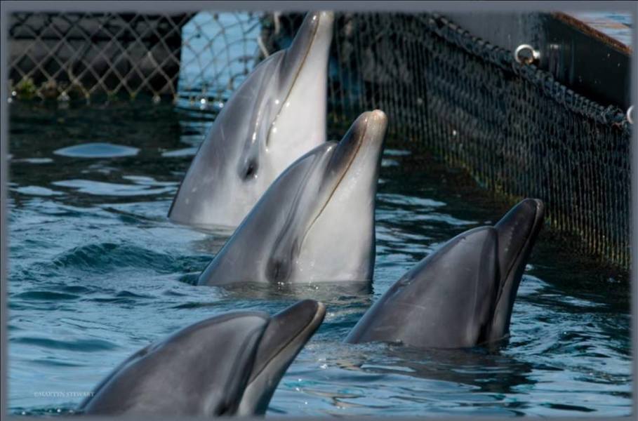 Japan Dolphin Day Portland, OR - Action Network