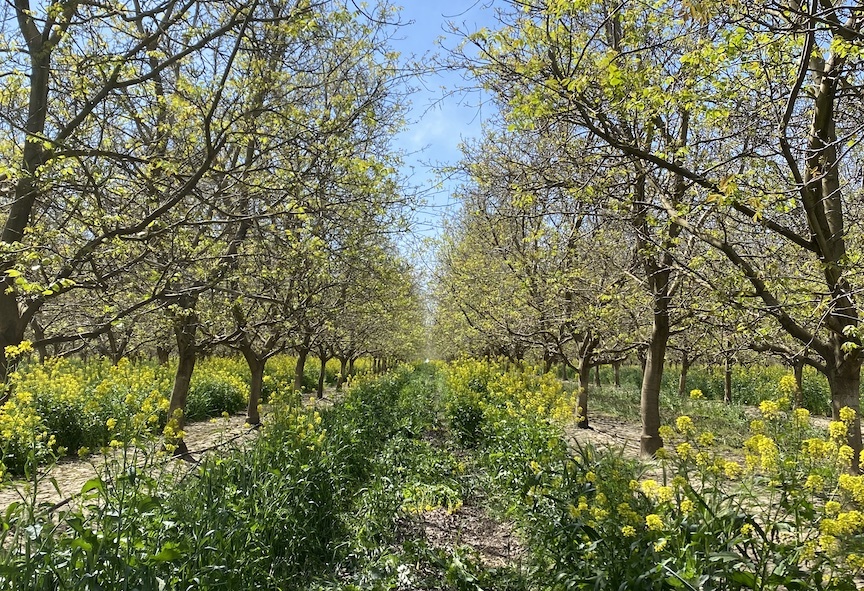 Biologically Integrated Orchards Systems (BIOS): Effective IPM ...
