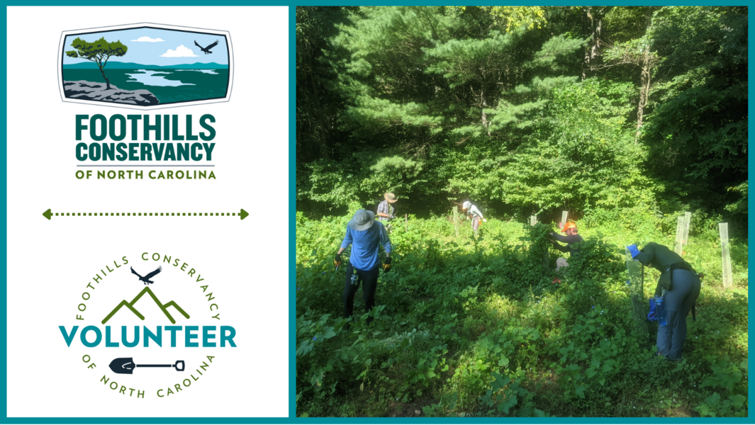 Volunteer Workday: Tree Planting Maintenance - Action Network