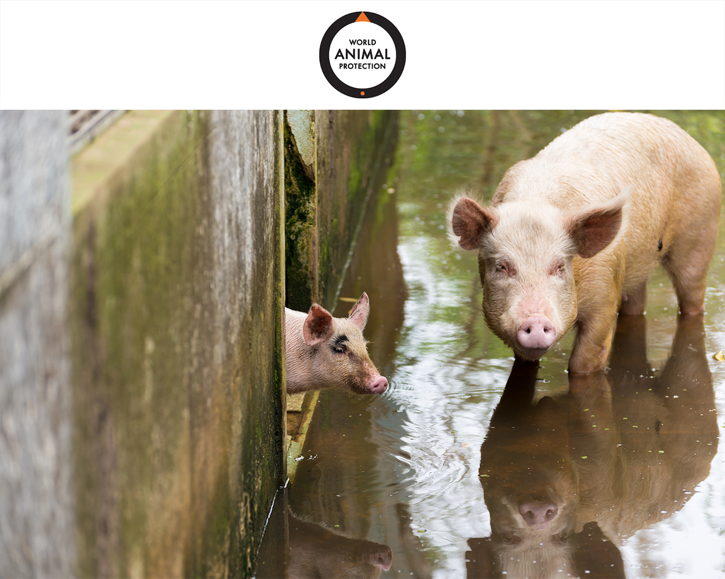 Help protect vulnerable animals before disasters strike