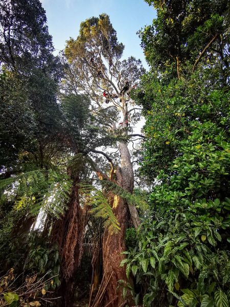 Open Letter to Developer Paul Macey: Save Canal Road Native Trees ...