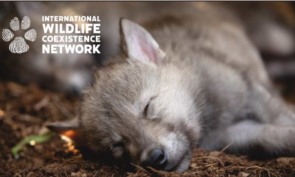 Help Us Support Wolves in Idaho - Action Network