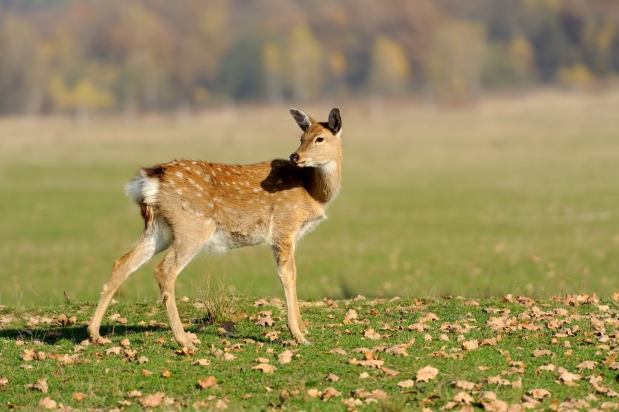 Natural Resources - Sunday Deer Hunting - Prince Georges County - HB ...