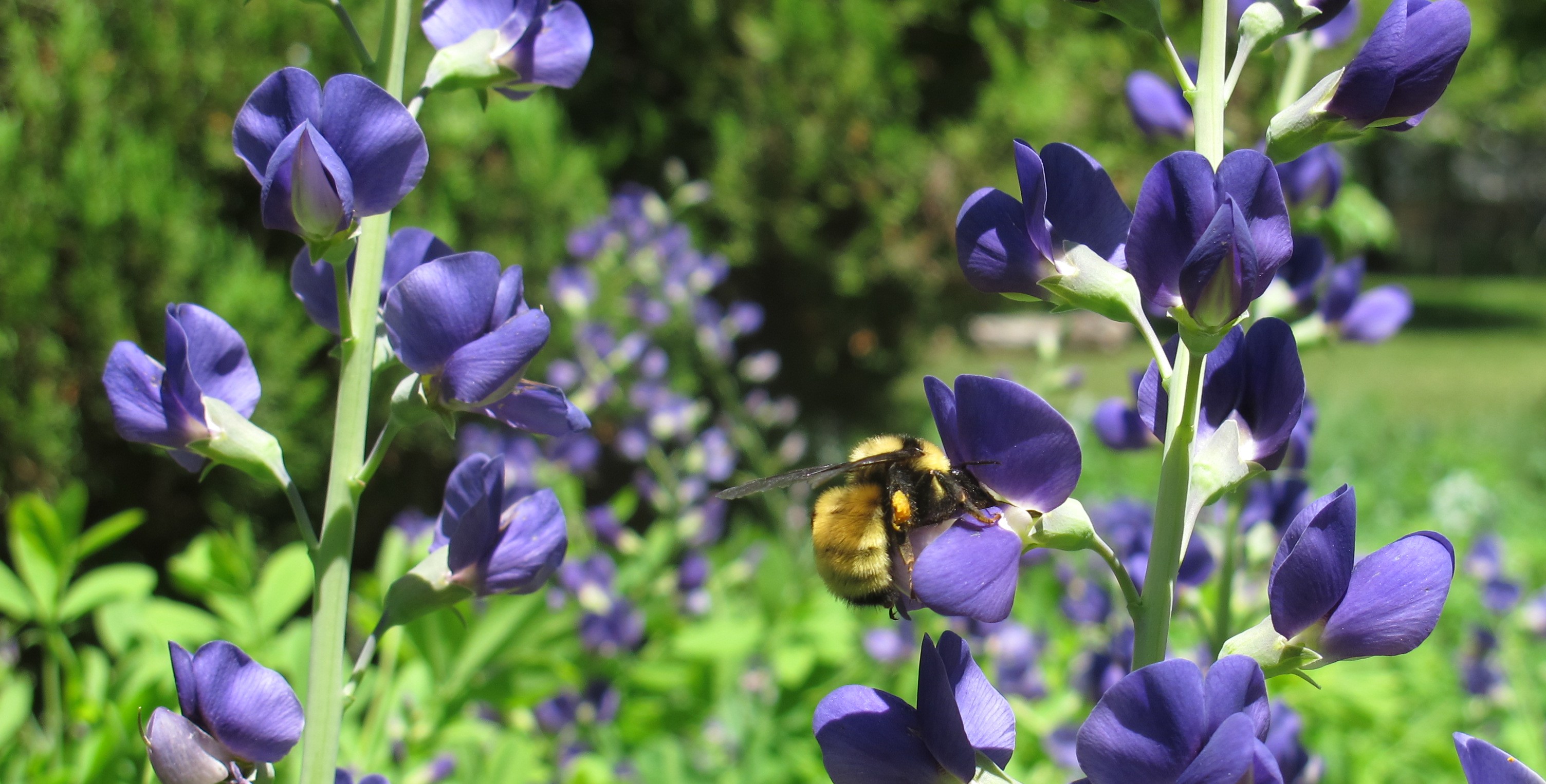 Tell Congress to Save America's Pollinators - Action Network