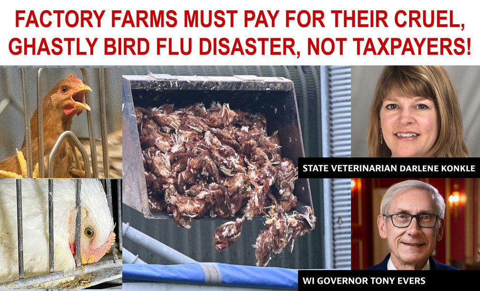 Factory Farms Must Pay for Bird Flu Fiasco! - Action Network