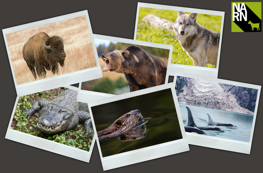 Tell Congress We Want Robust Wildlife Conservation Funding! - Action ...