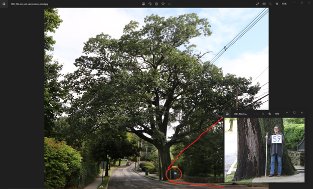 STOP THE SENSELESS TREE CUTTING IN NEWTON! - Action Network