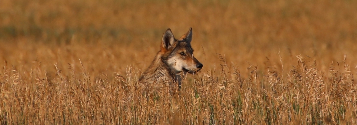 Speak up before Sat. April 22nd for Montana’s Wolves