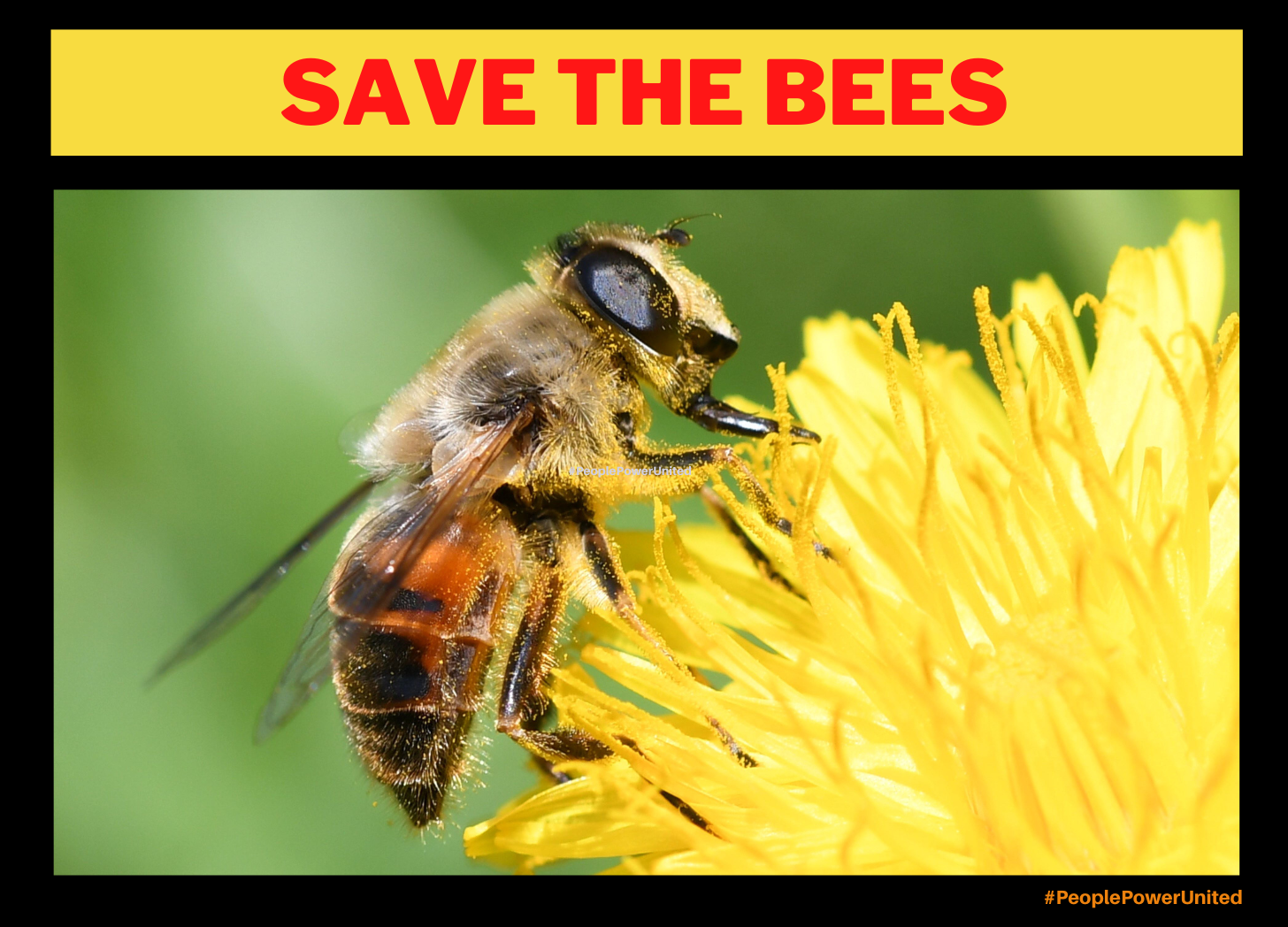 Happy National Honey Bee Day!
