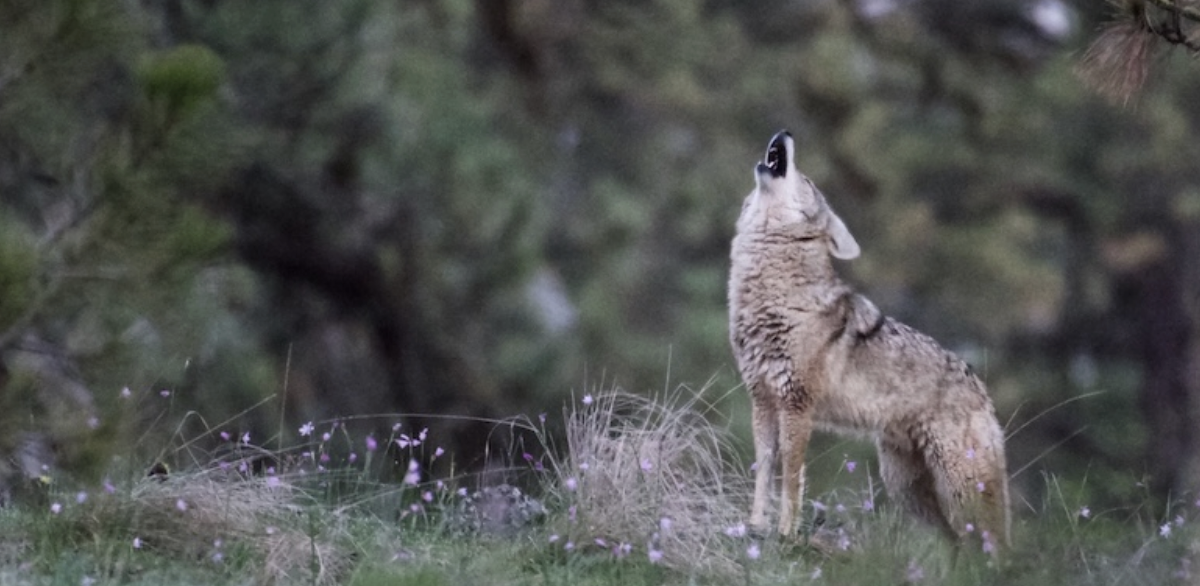 Canyon’s Law: Tell Congress to end USDA’s use of deadly M-44 cyanide ...