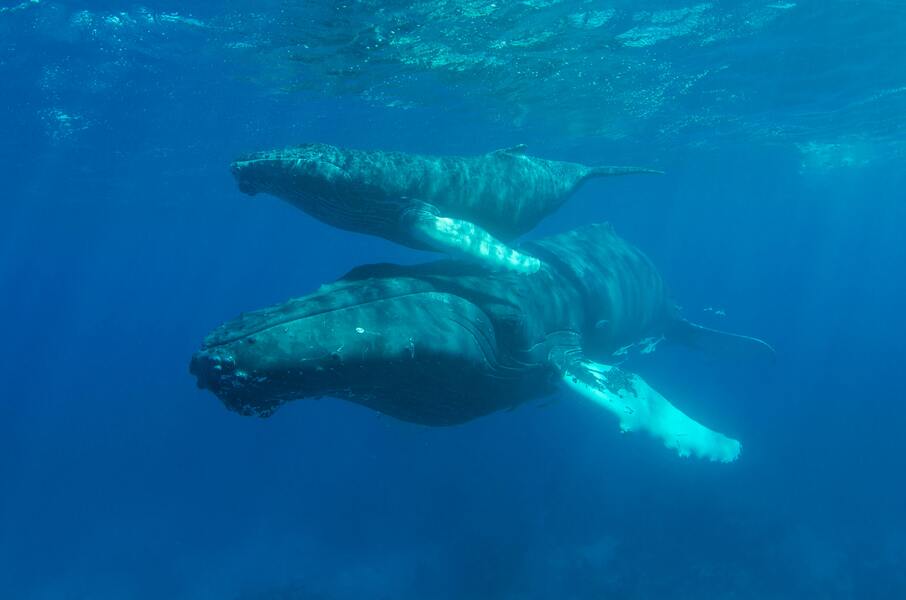 We’re Celebrating World Whale Day by Taking Action for America’s Whales 🐋