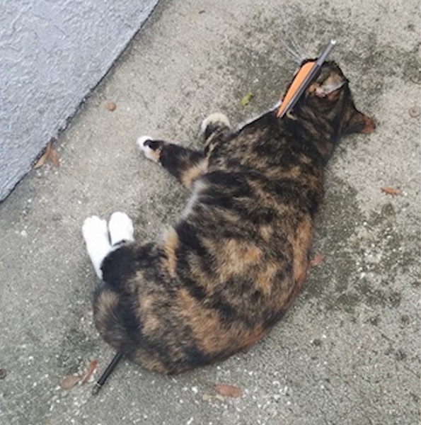 Petition - Justice for Cat Brutally Shot with Crossbow Arrow Through ...
