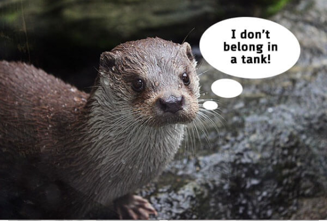 Zoos: Please stop using animals to make money! Make animal ...