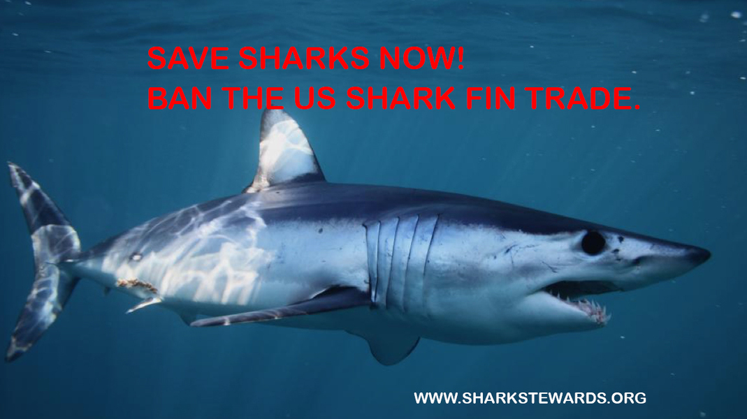 SUPPORT the US Shark Fin Trade Ban HR 737/S.877 - Action Network