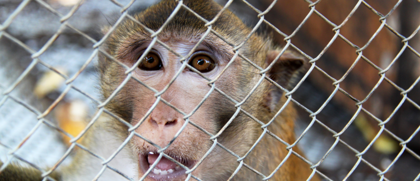 Tell Emory University: End Painful, Invasive Experiments on Primates ...