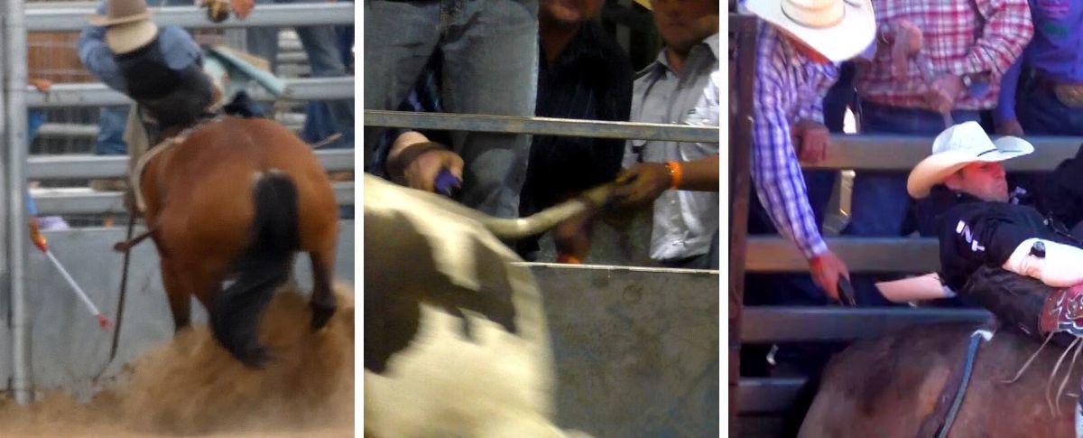 Demand Greater Protection for Animals at Qld Rodeos - Action Network