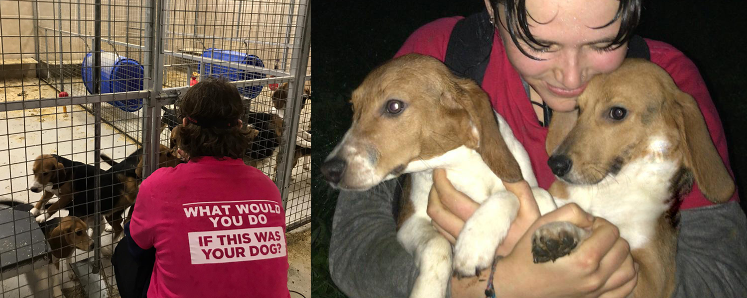 Free Love and Libby: Beagle Puppies Returned to Animal Testing Facility ...