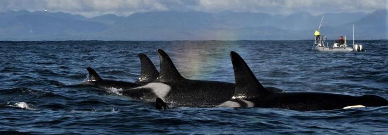 Tell the Oregon Fish and Wildlife Commission to protect orcas - Action ...