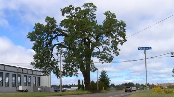 Save the Old Oak Tree, Davis Meeker Garry Oak by airport in Tumwater WA ...
