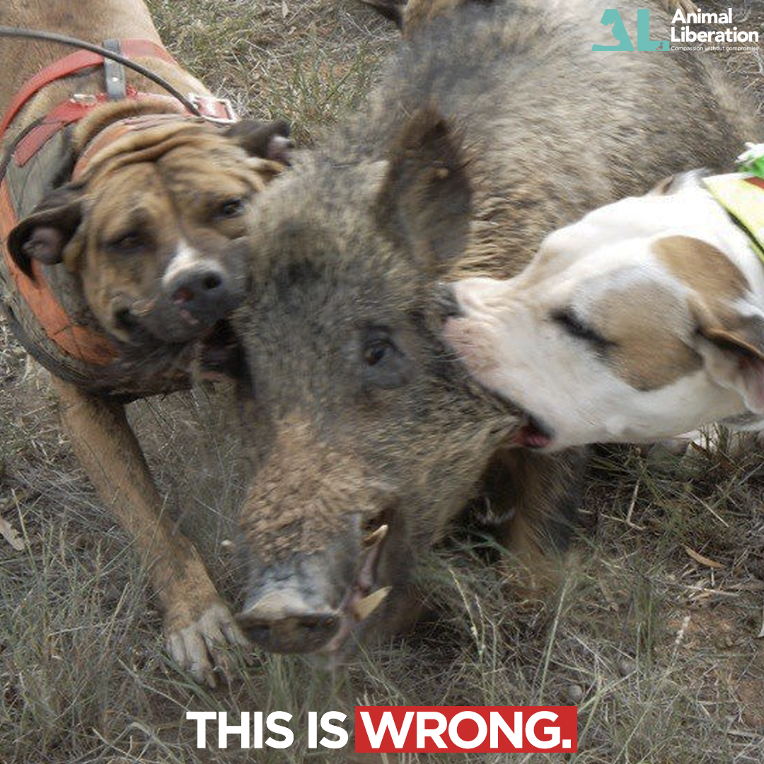 A ban on the blood "sport" of pig-dogging