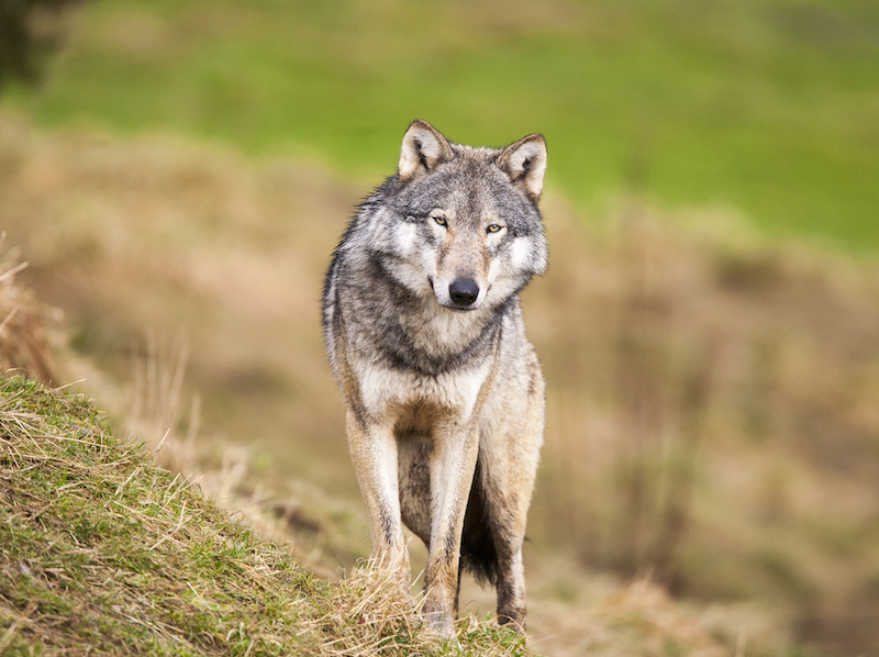 Tell the Department of Interior to Keep Wolves Protected