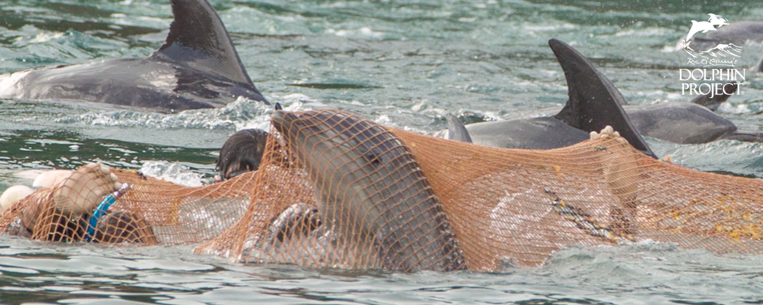 End Dolphin Hunting in Taiji - Action Network