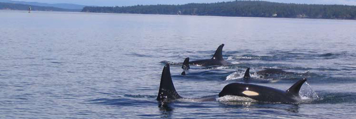 Tell Oregon Elected Officials to Restore the Snake River to Save Orcas ...