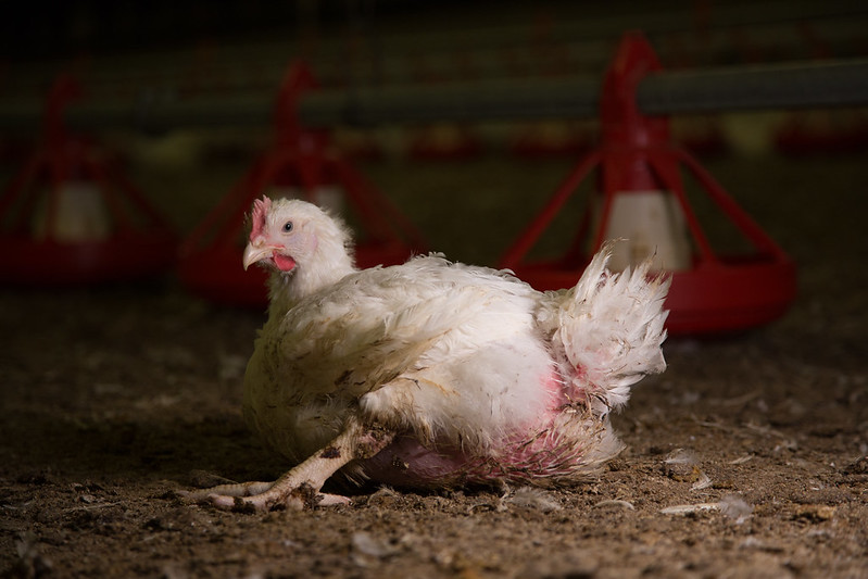 Help save chickens from the worst suffering - Action Network