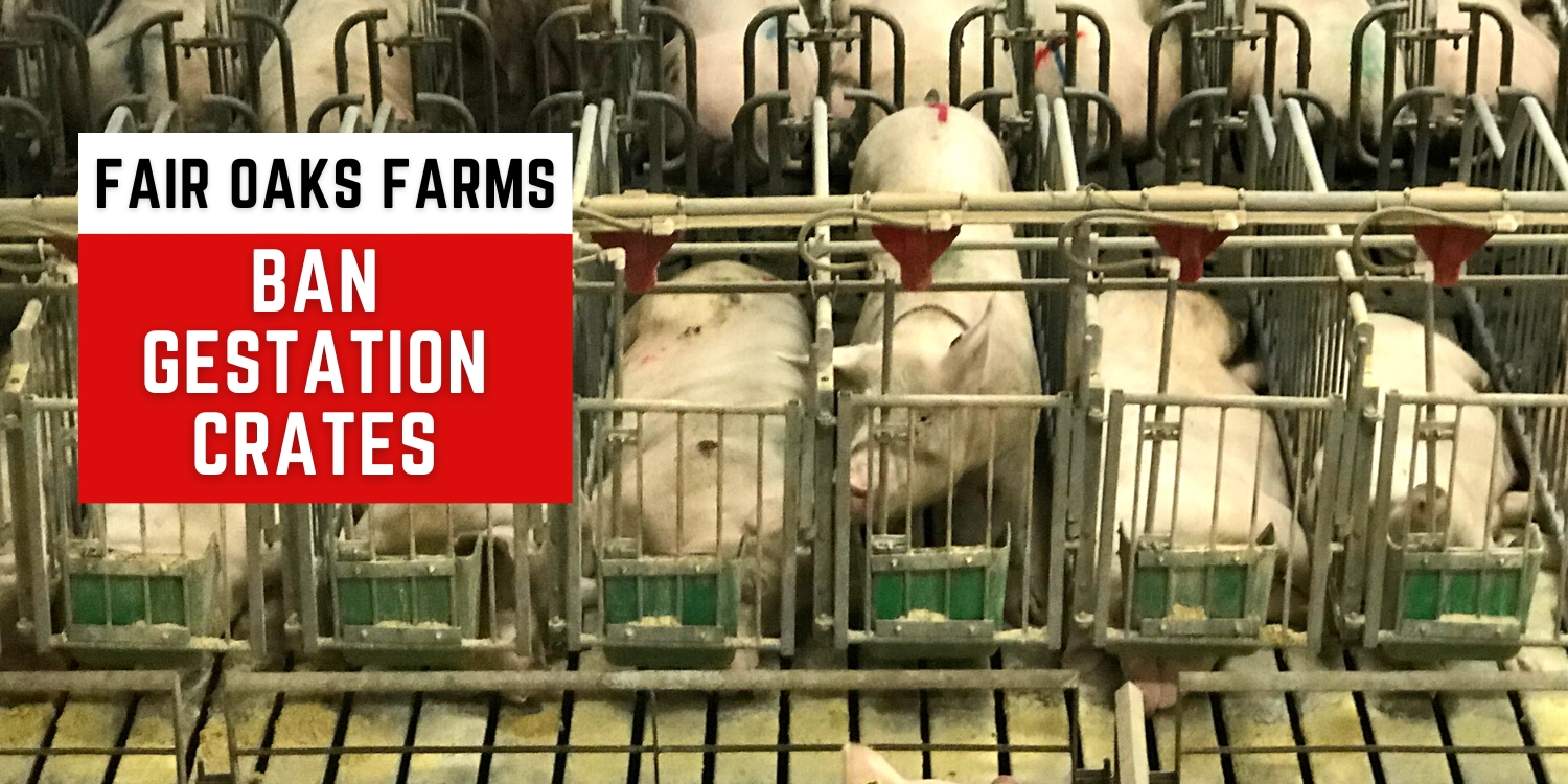 FAIR OAKS FARMS: BAN THE USE OF GESTATION CRATES.