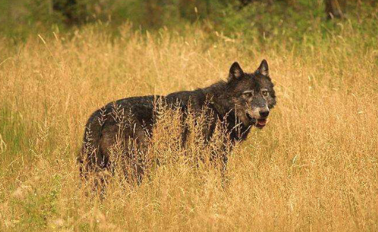 Write a Letter-to-the-Editor to Protect Wolves in Montana and Idaho