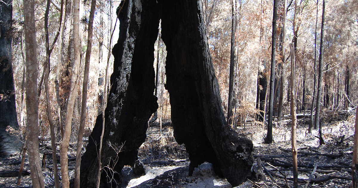 Icons to Ashes: Call for an Inquiry into Prescribed Burning