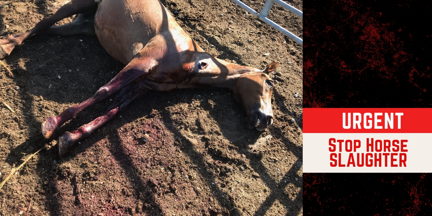Petition: Protect Florida’s Horses from Brutal Slaughter