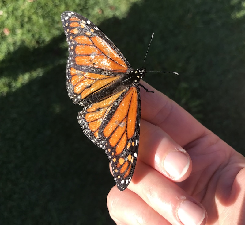 Support the Protection of Monarch Butterflies