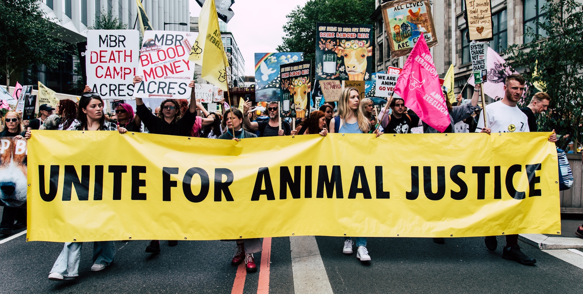 Animal Rebellion Volunteer Sign Up - Action Network