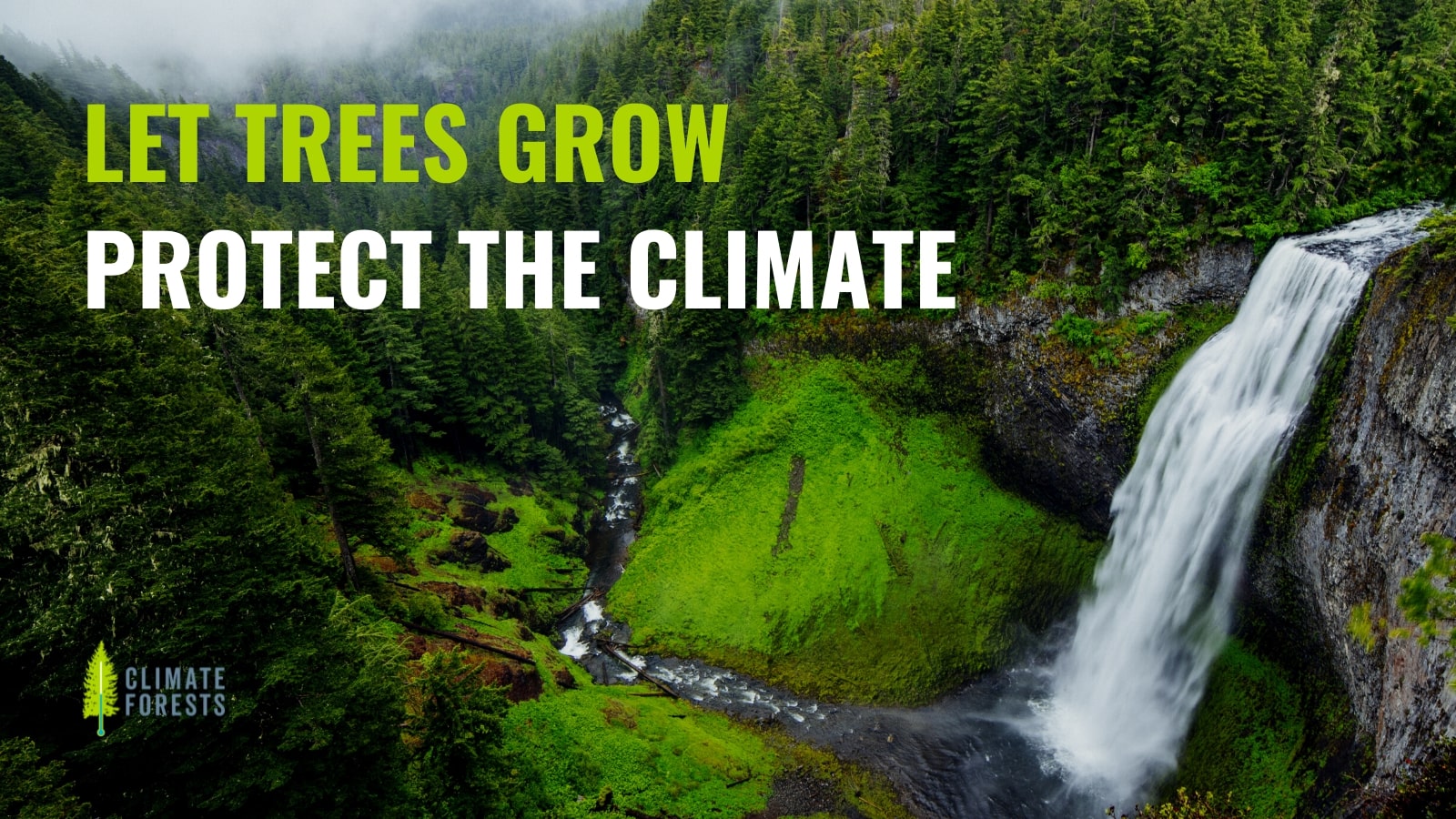 Tell Secretary Vilsack: Stop the logging of our most important trees ...